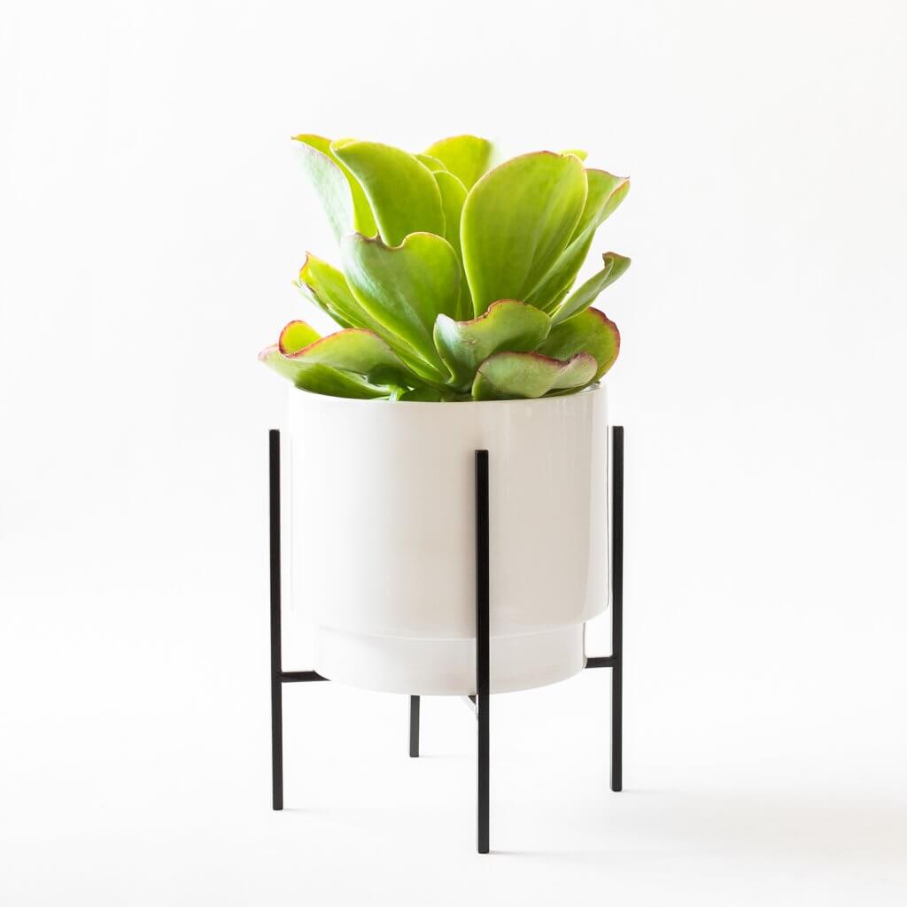 Guia para plantas – L « Mi Mercadito