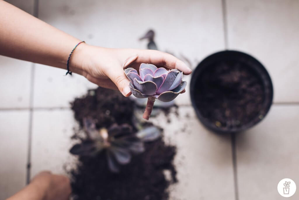 Etiolación: Pasos para salvar tu planta estirada | Mi Mercadito