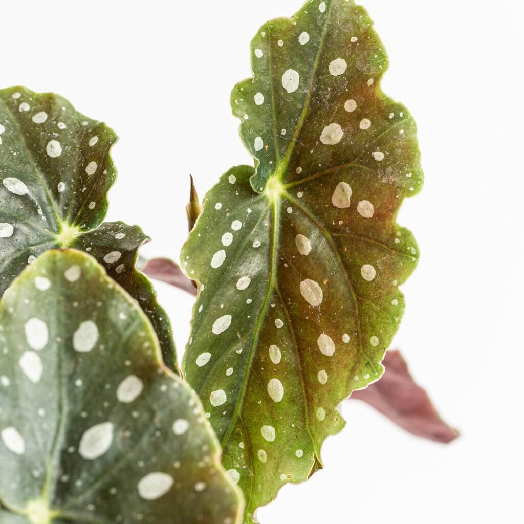 Begonia Maculata « Mi Mercadito