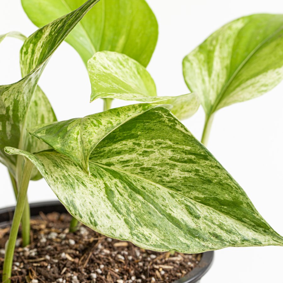 Scindapsus Marble Queen (Pothus) « Mi Mercadito