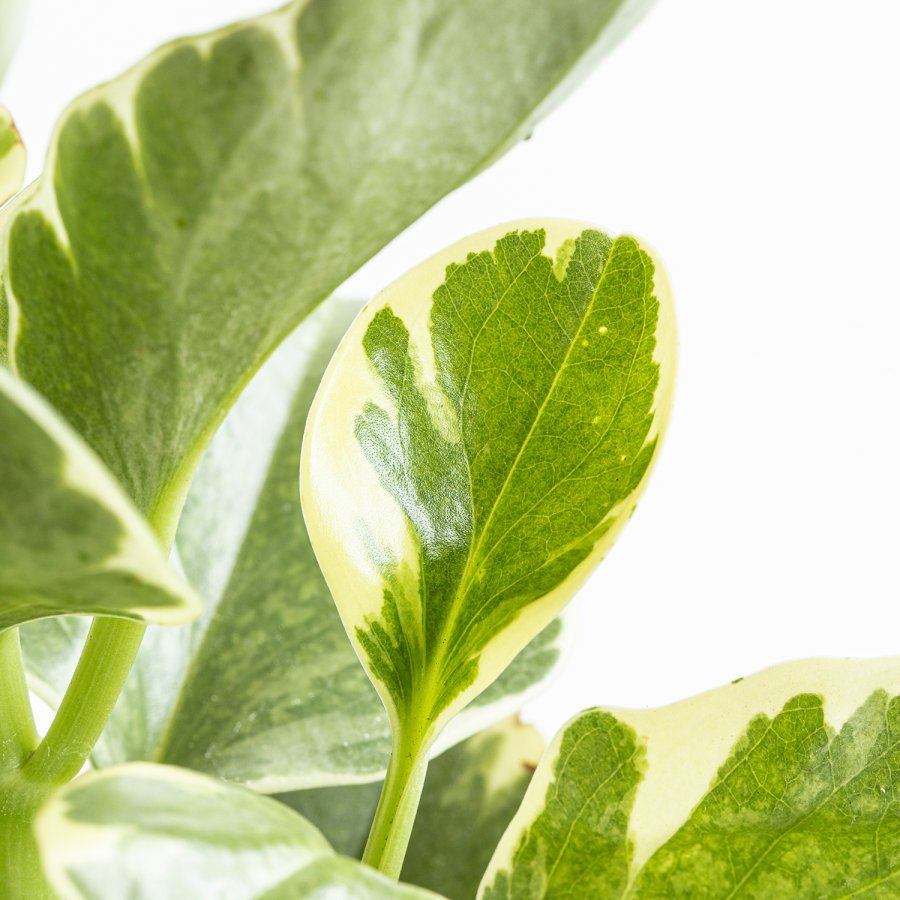 Peperomia Obtusifolia Variegada | Mi Mercadito