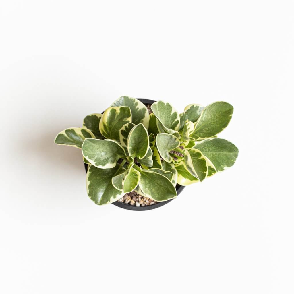 Peperomia Obtusifolia Variegada – L | Mi Mercadito