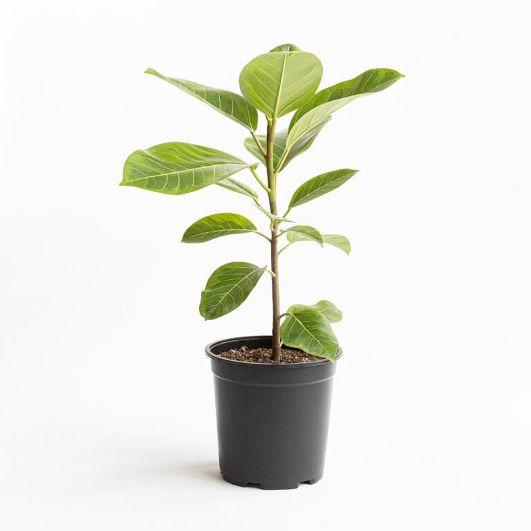 Ficus Altíssima « Mi Mercadito