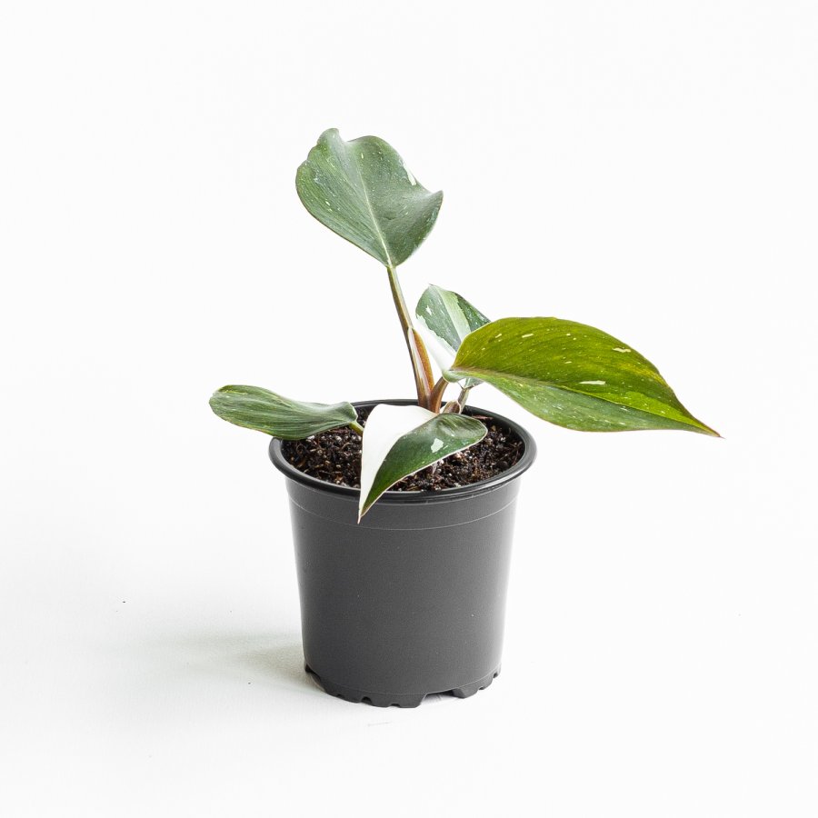 Monstera Deliciosa Grande « Mi Mercadito