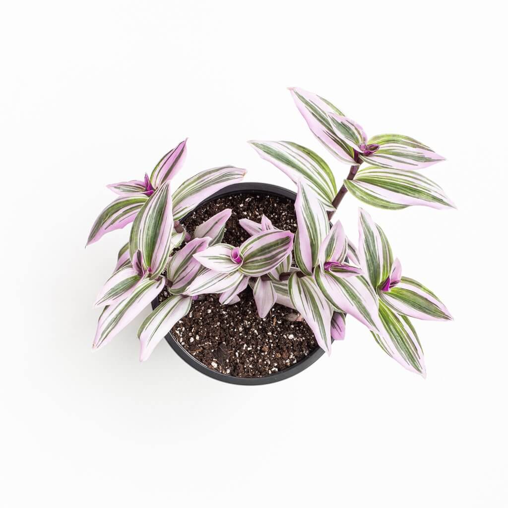 Tradescantia Nanouk (Pink) « Mi Mercadito