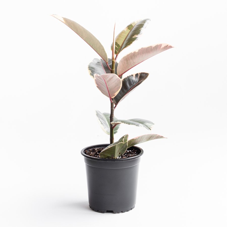 Ficus Tineke « Mi Mercadito