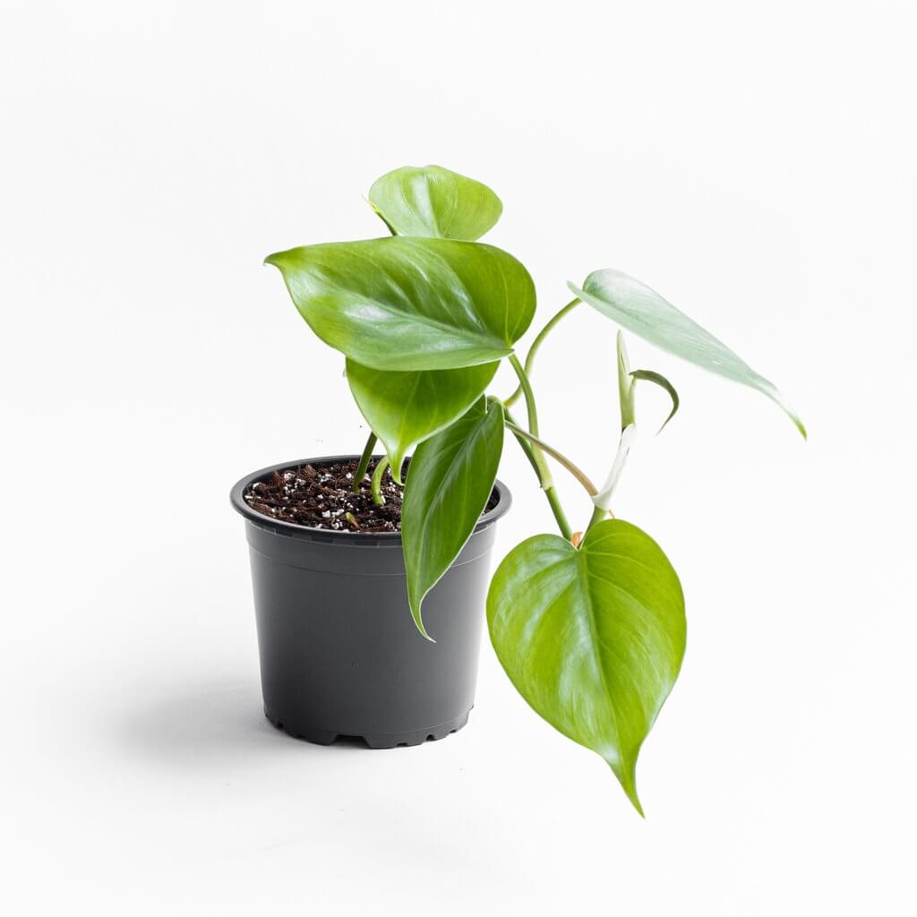 Filodendro Cordatum – S « Mi Mercadito