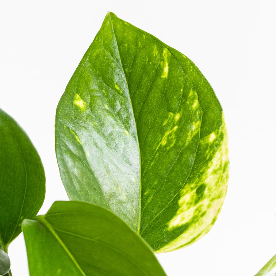 Scindapsus Golden (Pothus) « Mi Mercadito