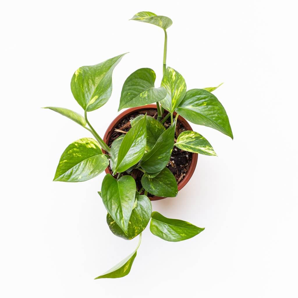 Scindapsus Golden (Pothus) | Mi Mercadito