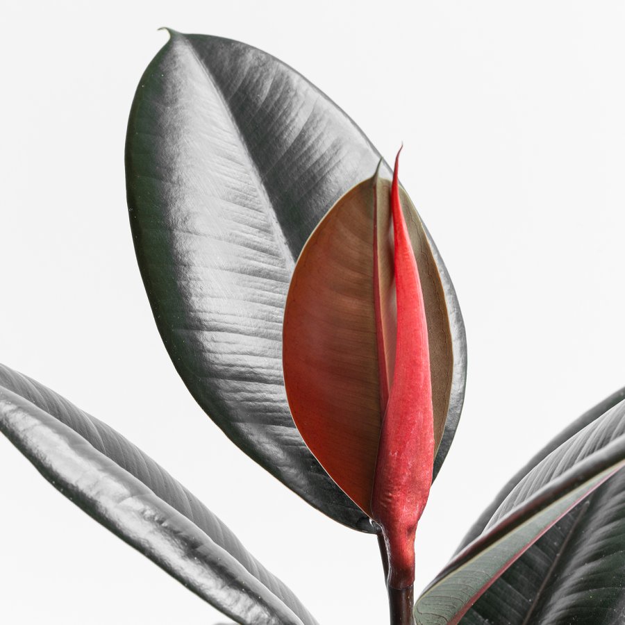 Ficus Burgundy « Mi Mercadito