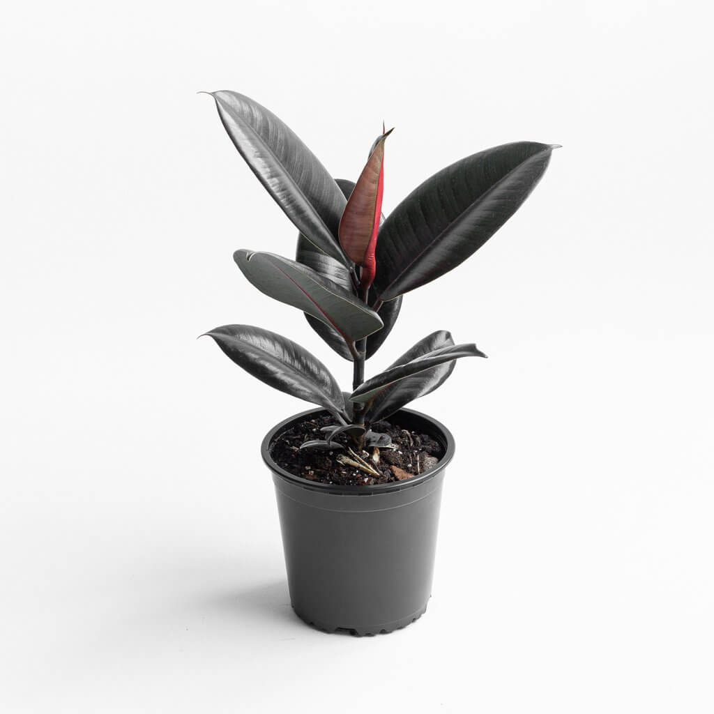 Ficus Burgundy « Mi Mercadito