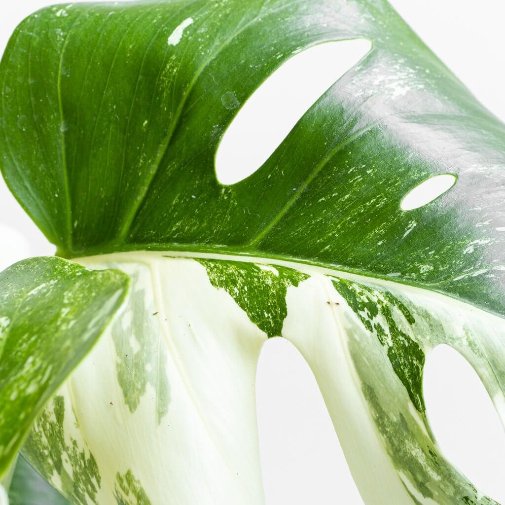 Monstera Variegada « Mi Mercadito