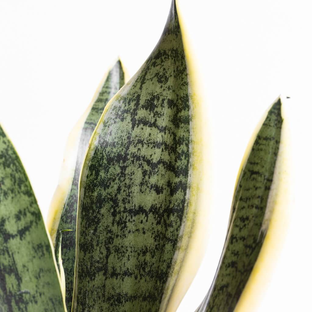 Sansevieria Superba « Mi Mercadito