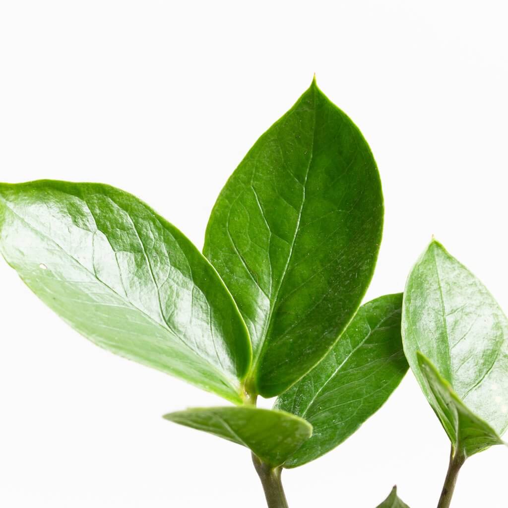 Zamioculca Zamiifolia Green (ZZ Plant) « Mi Mercadito