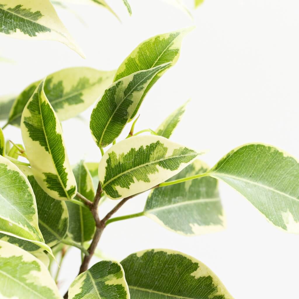 Ficus Mini Twilly « Mi Mercadito