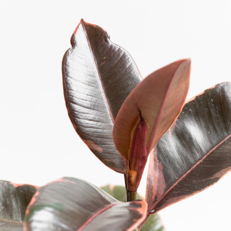 Ficus Ruby « Mi Mercadito