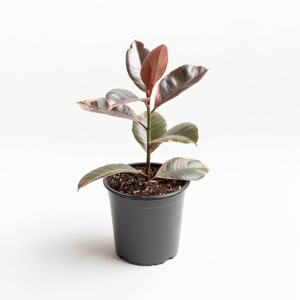 Ficus Ruby « Mi Mercadito