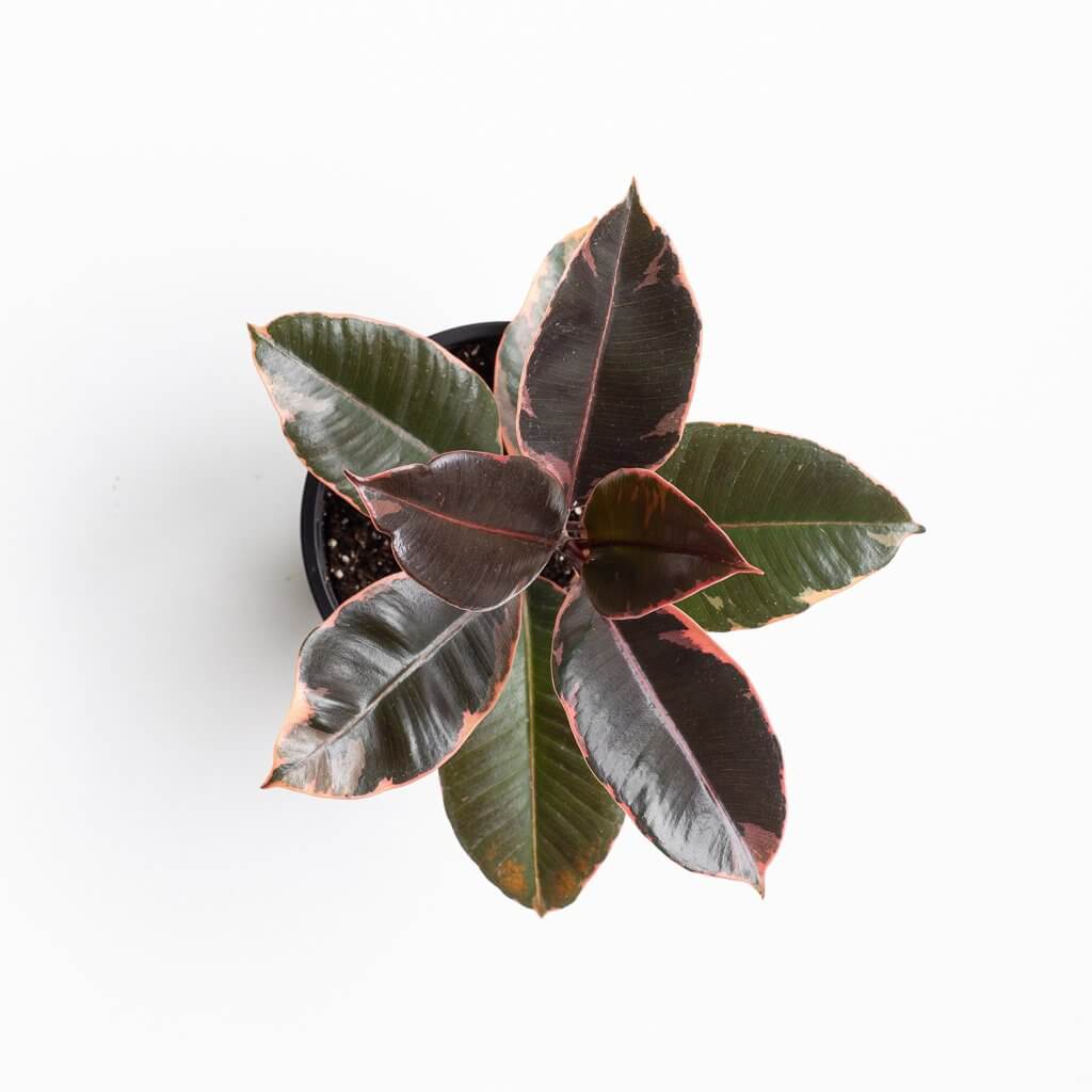 Ficus Ruby « Mi Mercadito