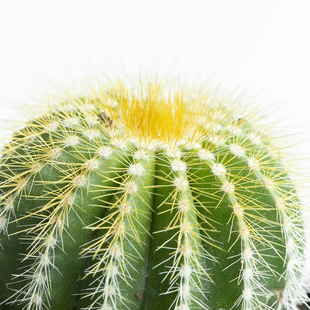 Notocactus Claviceps « Mi Mercadito