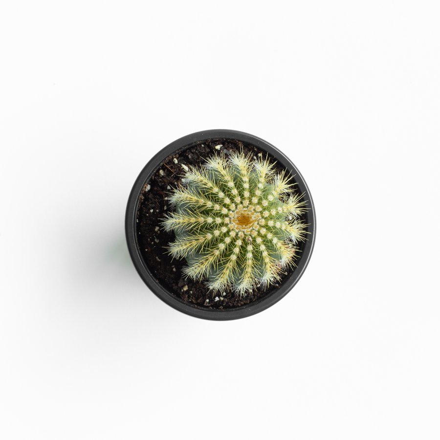 Notocactus Claviceps « Mi Mercadito