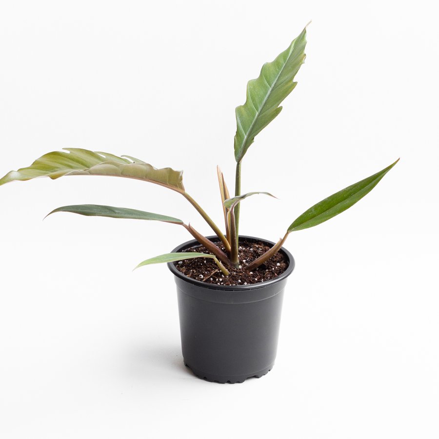 Filodendro Pluto « Mi Mercadito