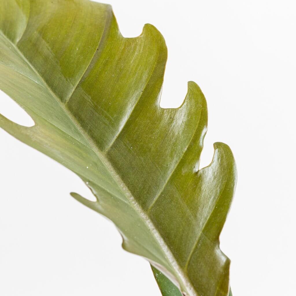 Filodendro Pluto « Mi Mercadito