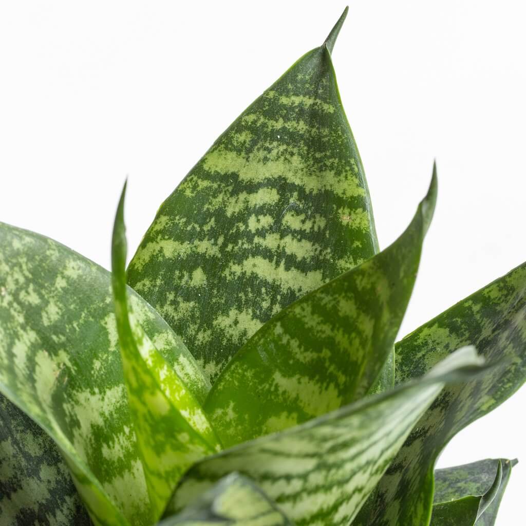 Sansevieria Green Hahnii | Mi Mercadito