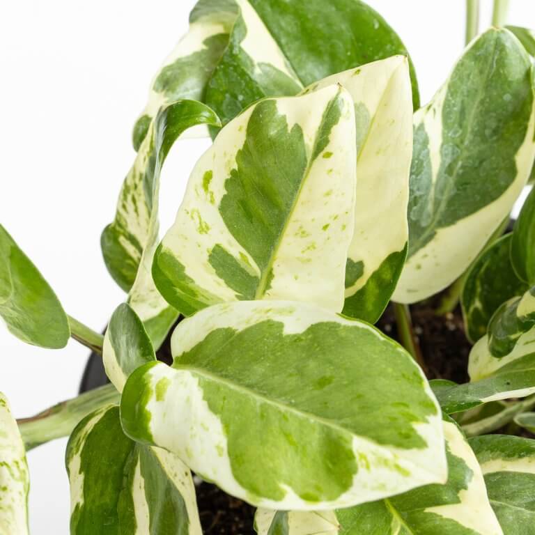 Plantas de interior « Categorías del producto « Mi Mercadito