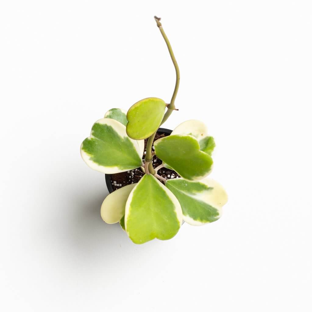 Hoya Kerrii Variegada | Mi Mercadito