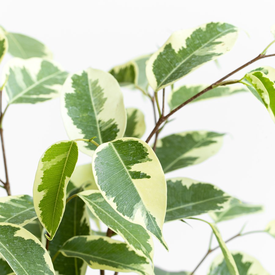 Ficus Melany « Mi Mercadito