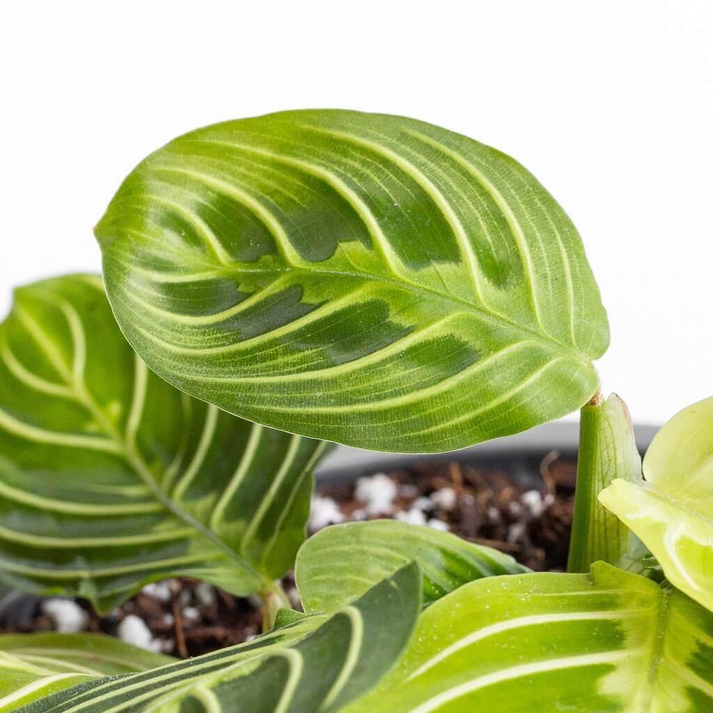 Maranta Lemon Lime – M « Mi Mercadito