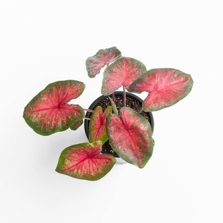 Caladium Heart | Mi Mercadito