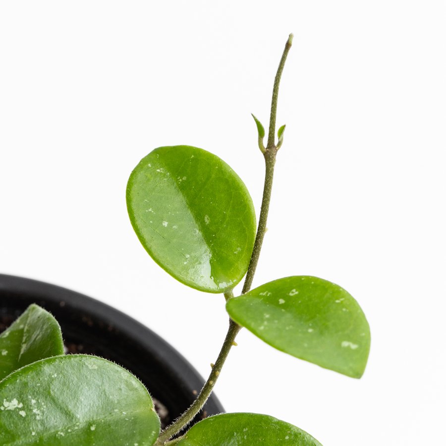 Hoya Mathilde « Mi Mercadito