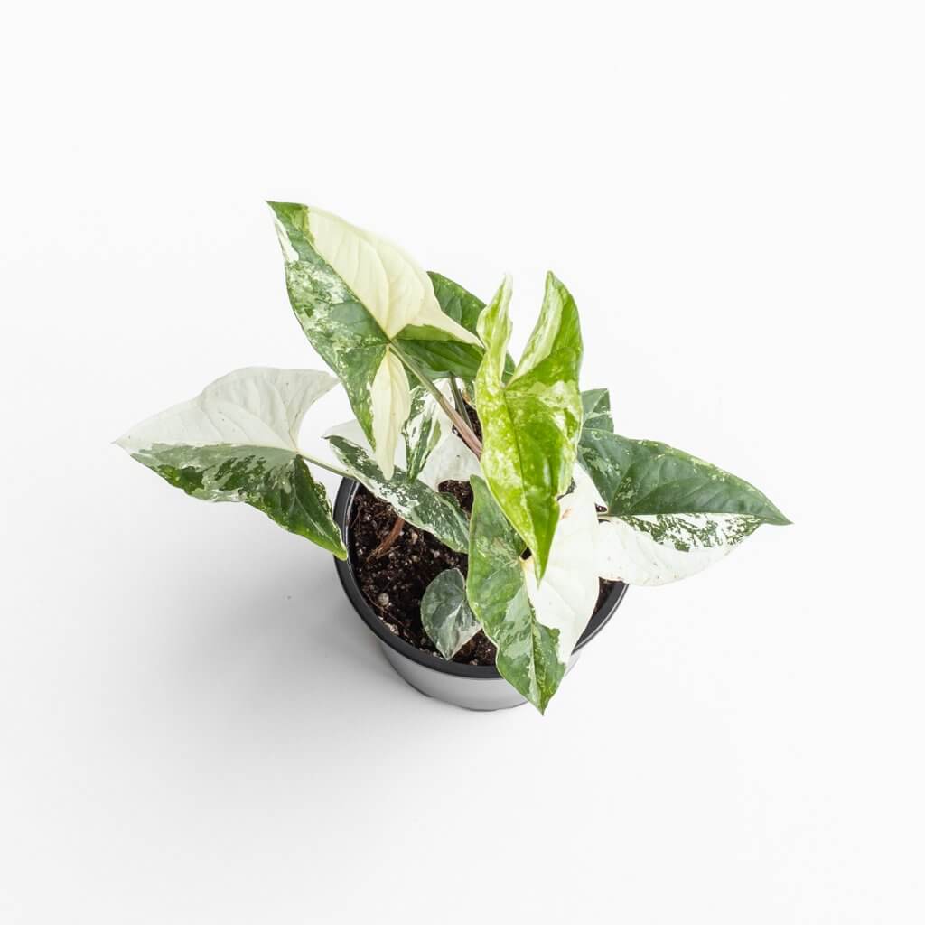 Singonio Variegado | Mi Mercadito