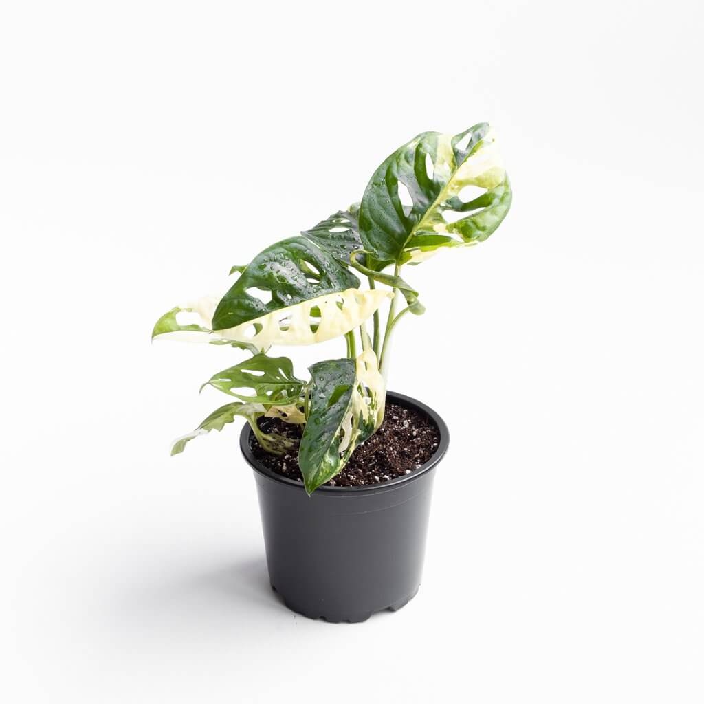 Monstera Adansonii Variegada | Mi Mercadito