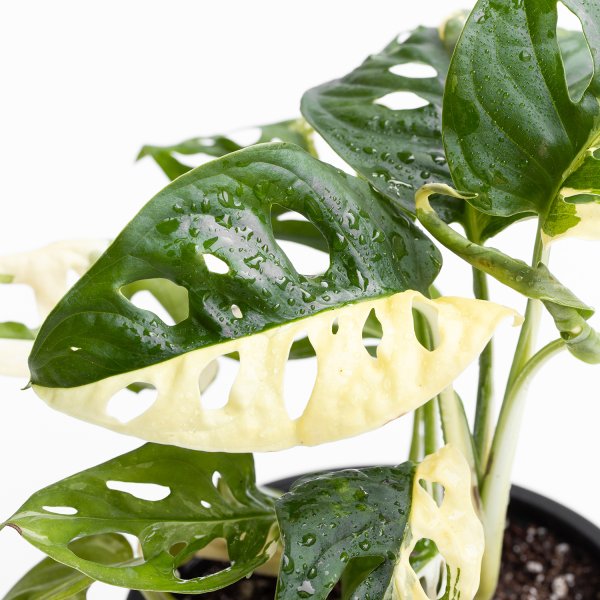 Monstera Adansonii Variegada | Mi Mercadito