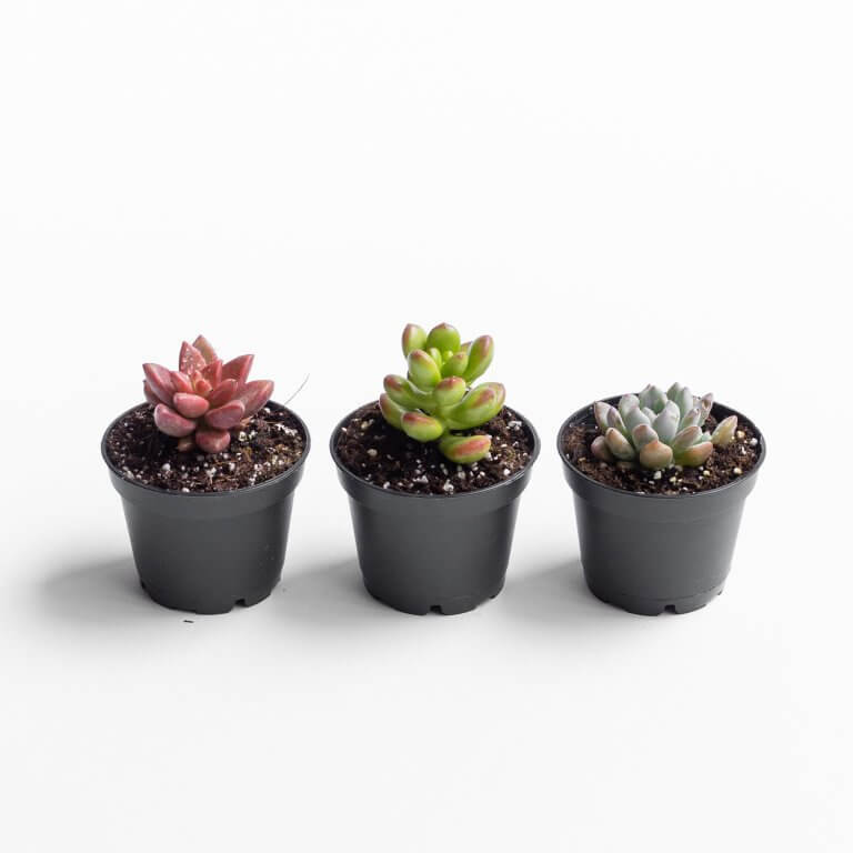 Mini Suculentas (Set de 3) (Al azar) | Mi Mercadito