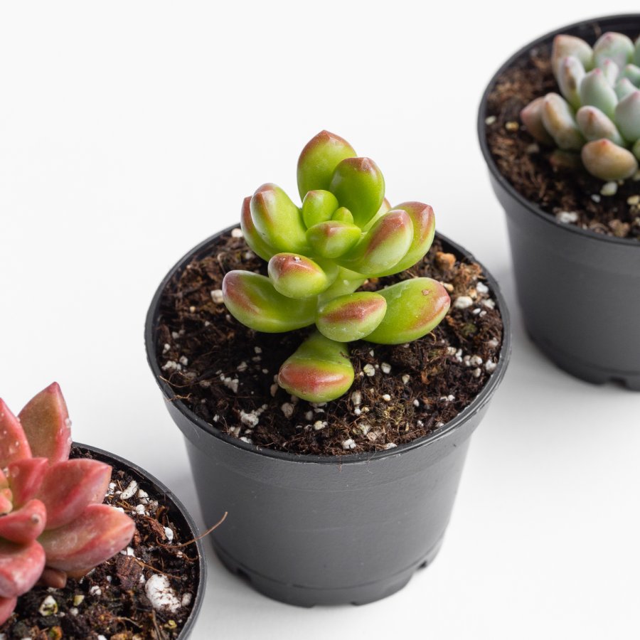 Mini Suculentas (Set de 3) (Al azar) | Mi Mercadito