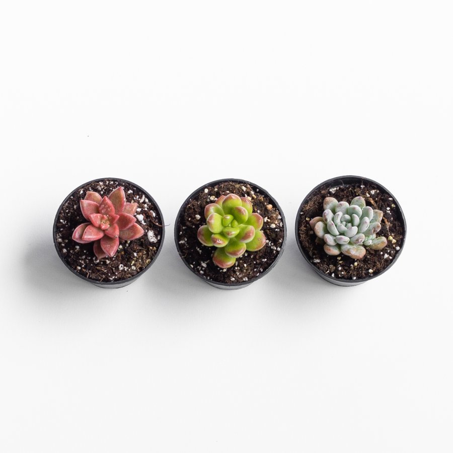 Mini Suculentas (Set de 3) (Al azar) | Mi Mercadito