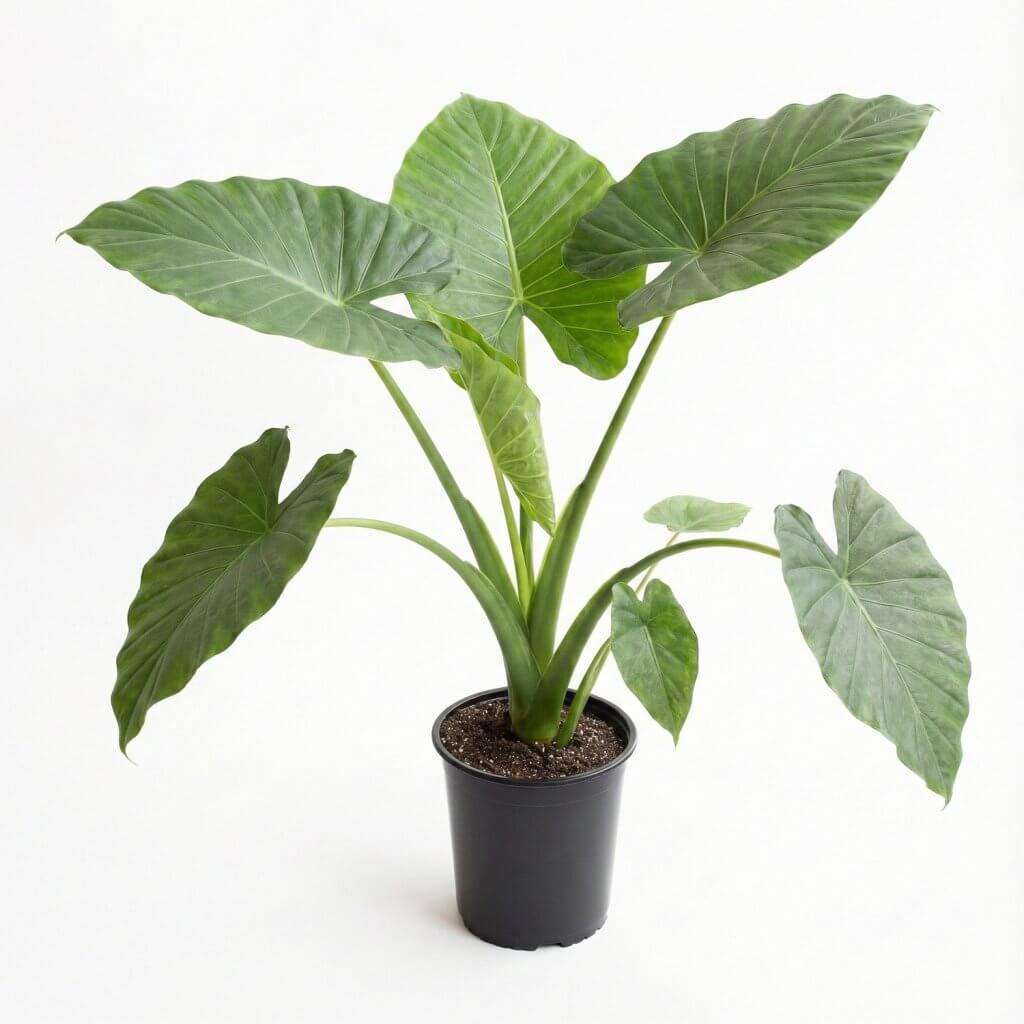 Alocasia Macrorrhiza – L (Manto de Eva) | Mi Mercadito