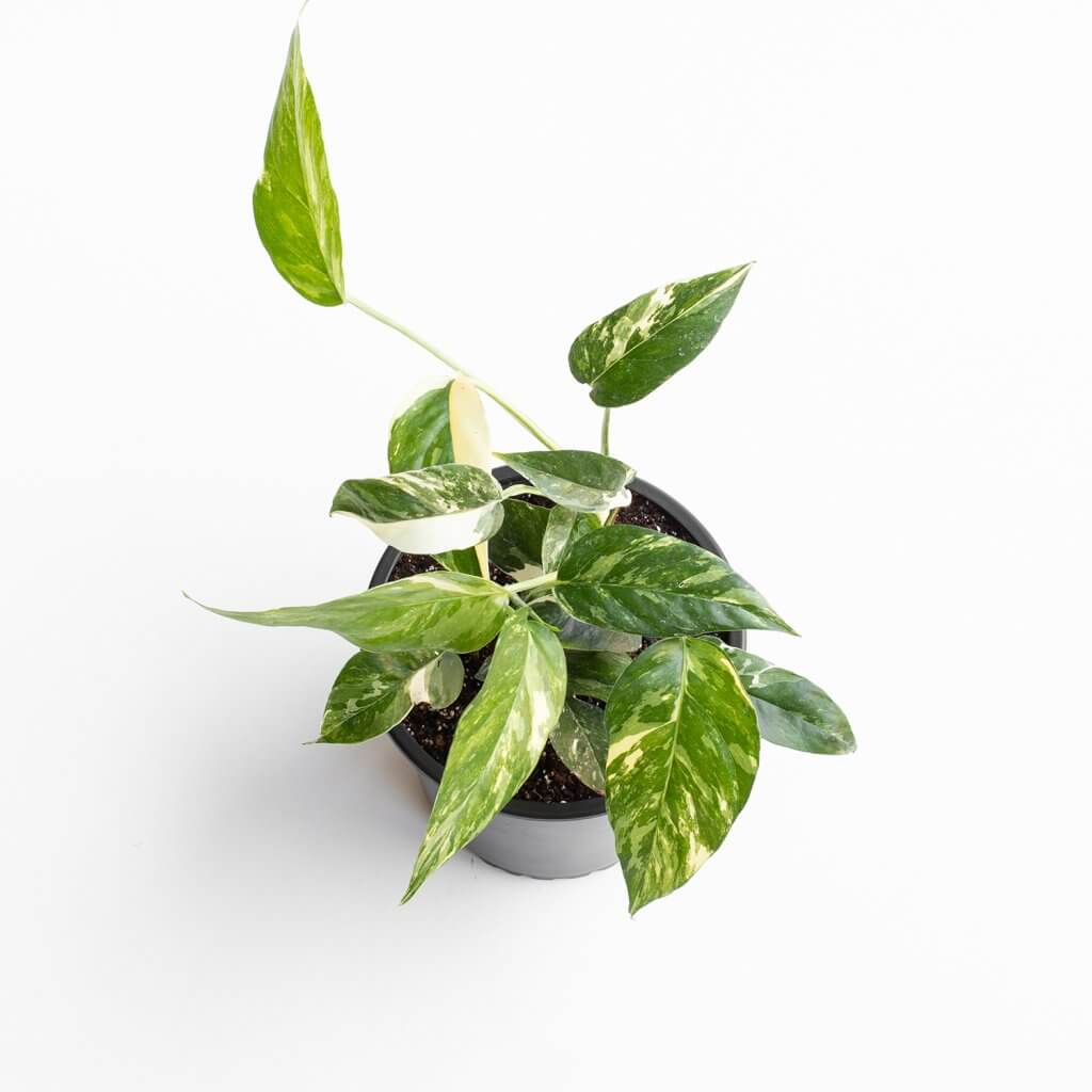 Epipremnum Pinnatum Variegado (Photus) | Mi Mercadito