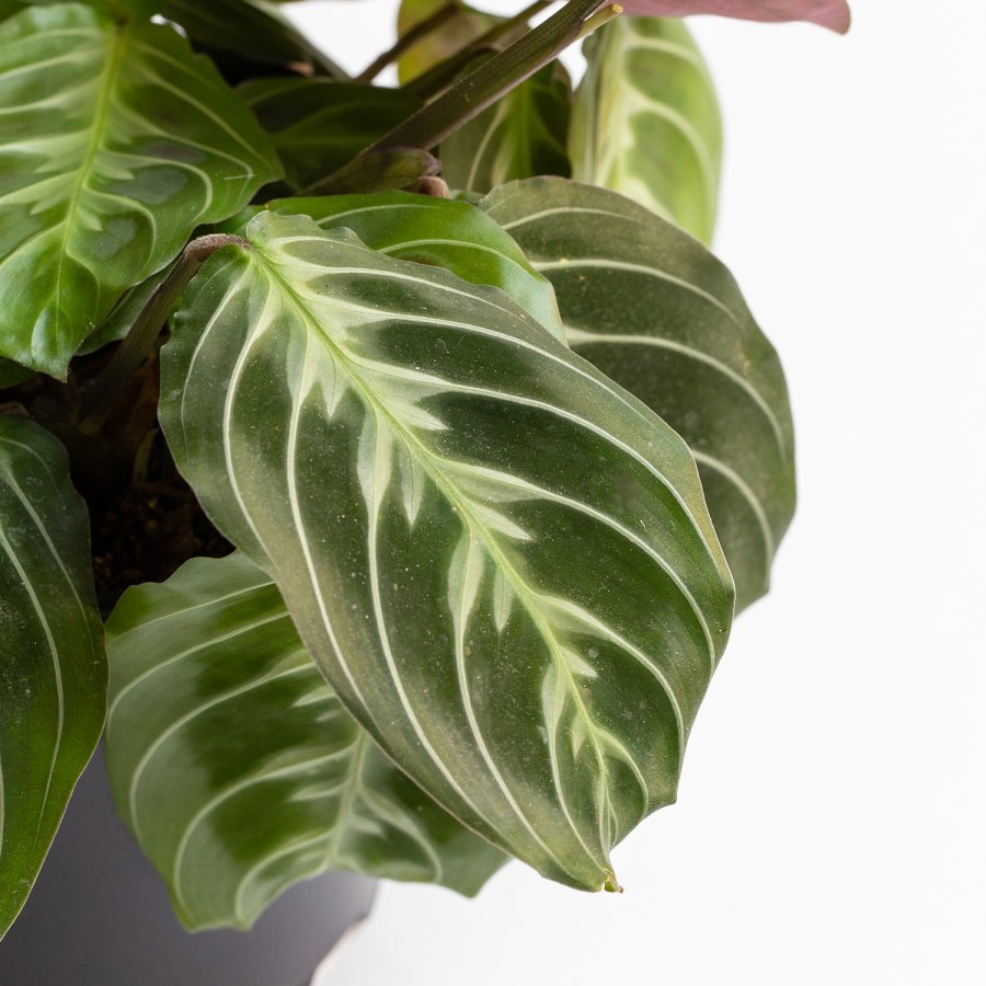 Maranta Cat Moustache – S « Mi Mercadito