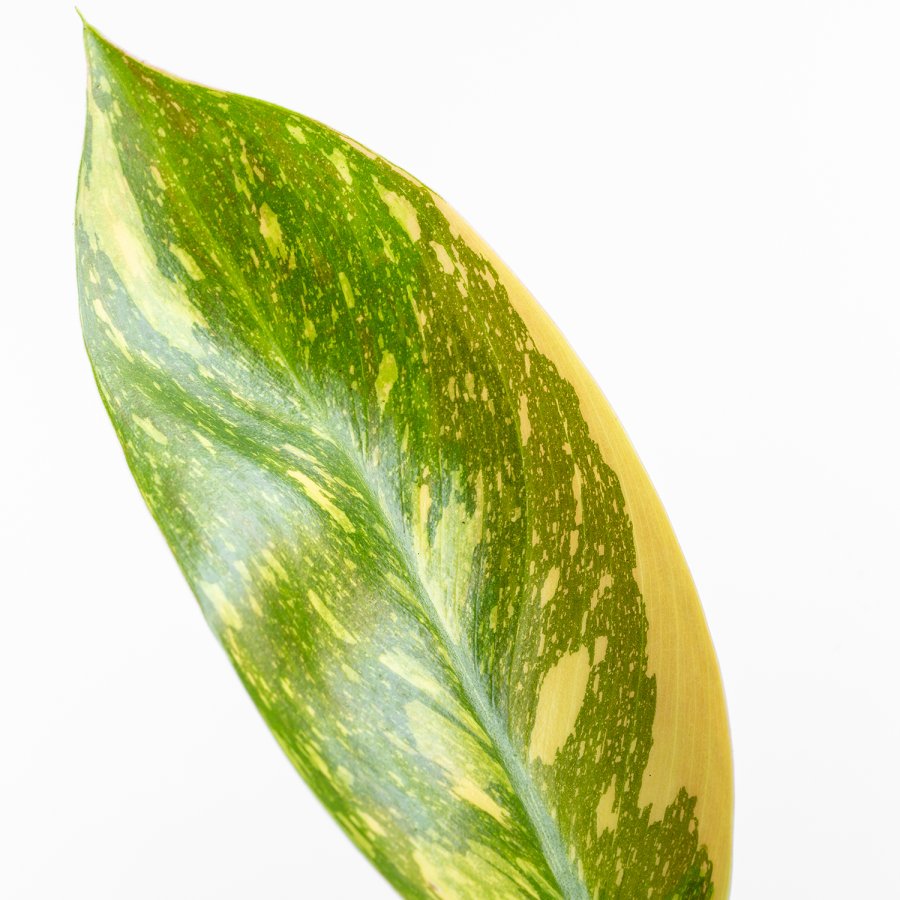 Filodendro Congo Variegado | Mi Mercadito