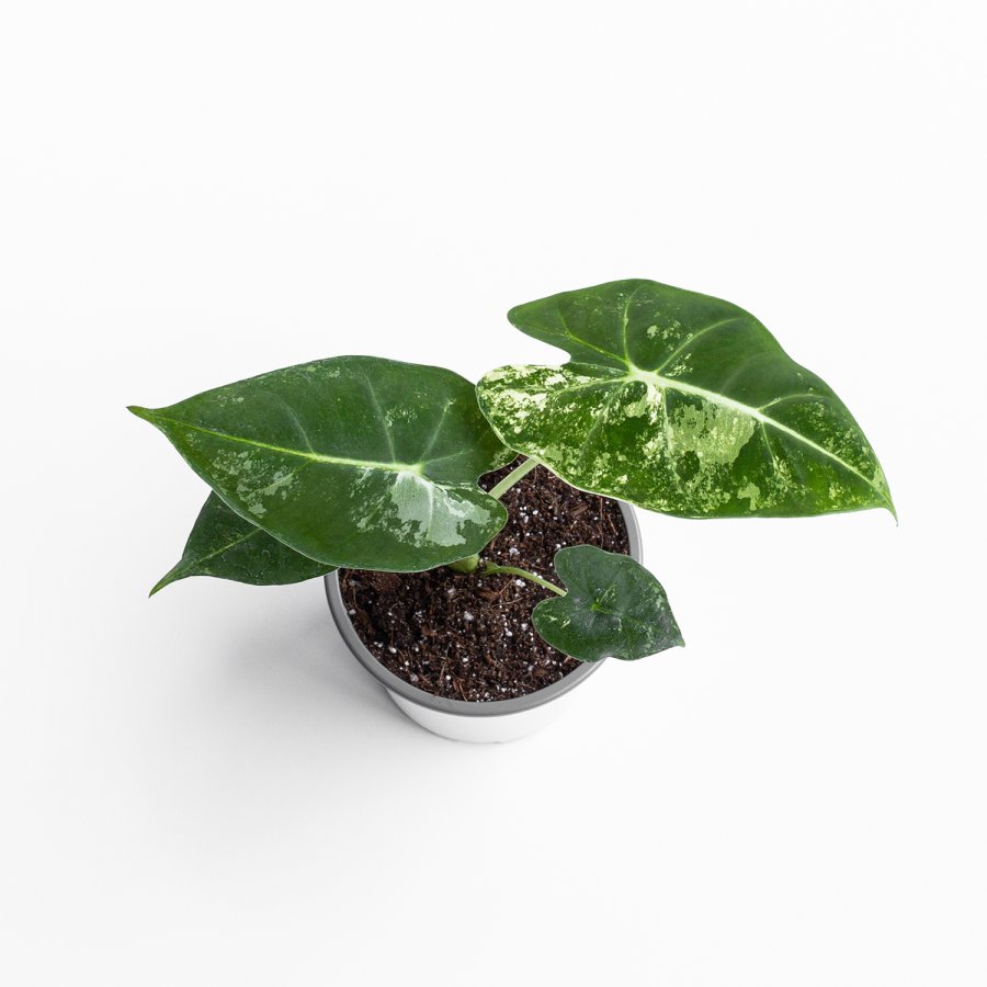 Alocasia Frydek Variegada | Mi Mercadito