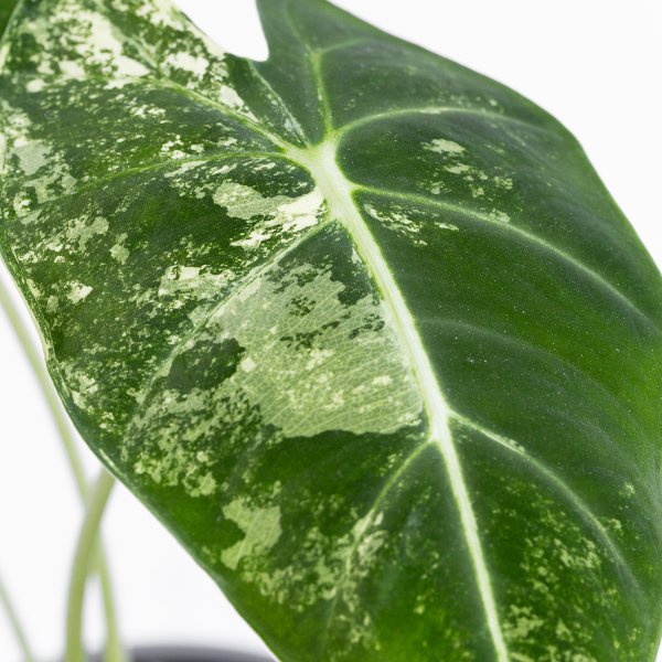 Alocasia Frydek Variegada | Mi Mercadito